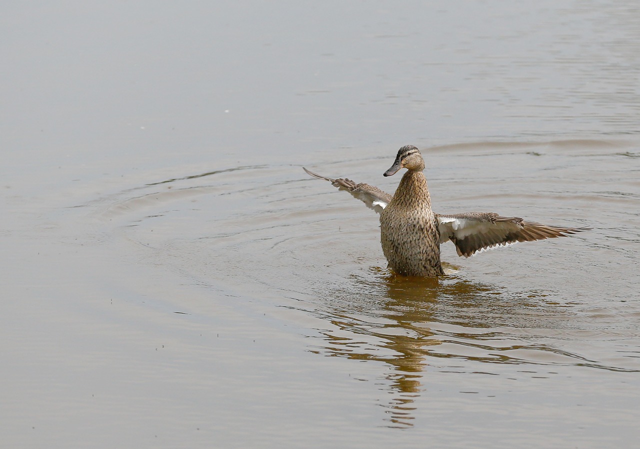 Pato Lago Pájaro - Foto gratis en Pixabay - Pixabay