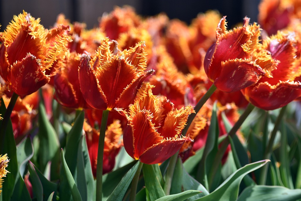 Tulips Orange Free Photo On Pixabay Pixabay