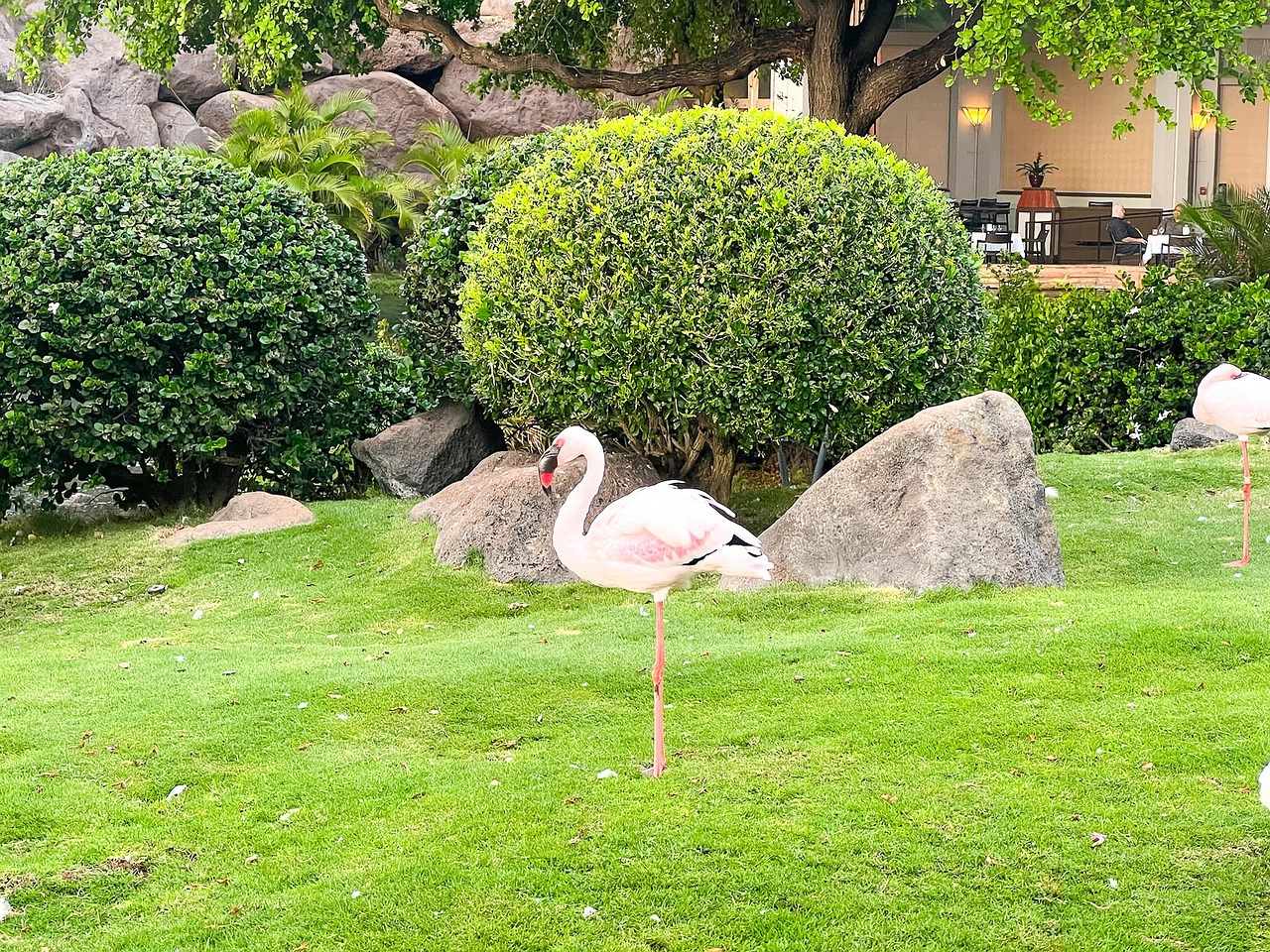 Flamingo Relva Hotel - Foto gratuita no Pixabay - Pixabay