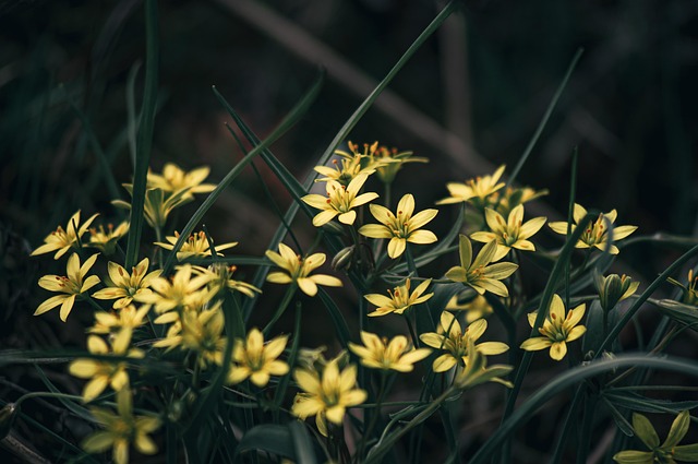 Bunga-Bunga Bunga Kuning Kebun - Foto gratis di Pixabay - Pixabay