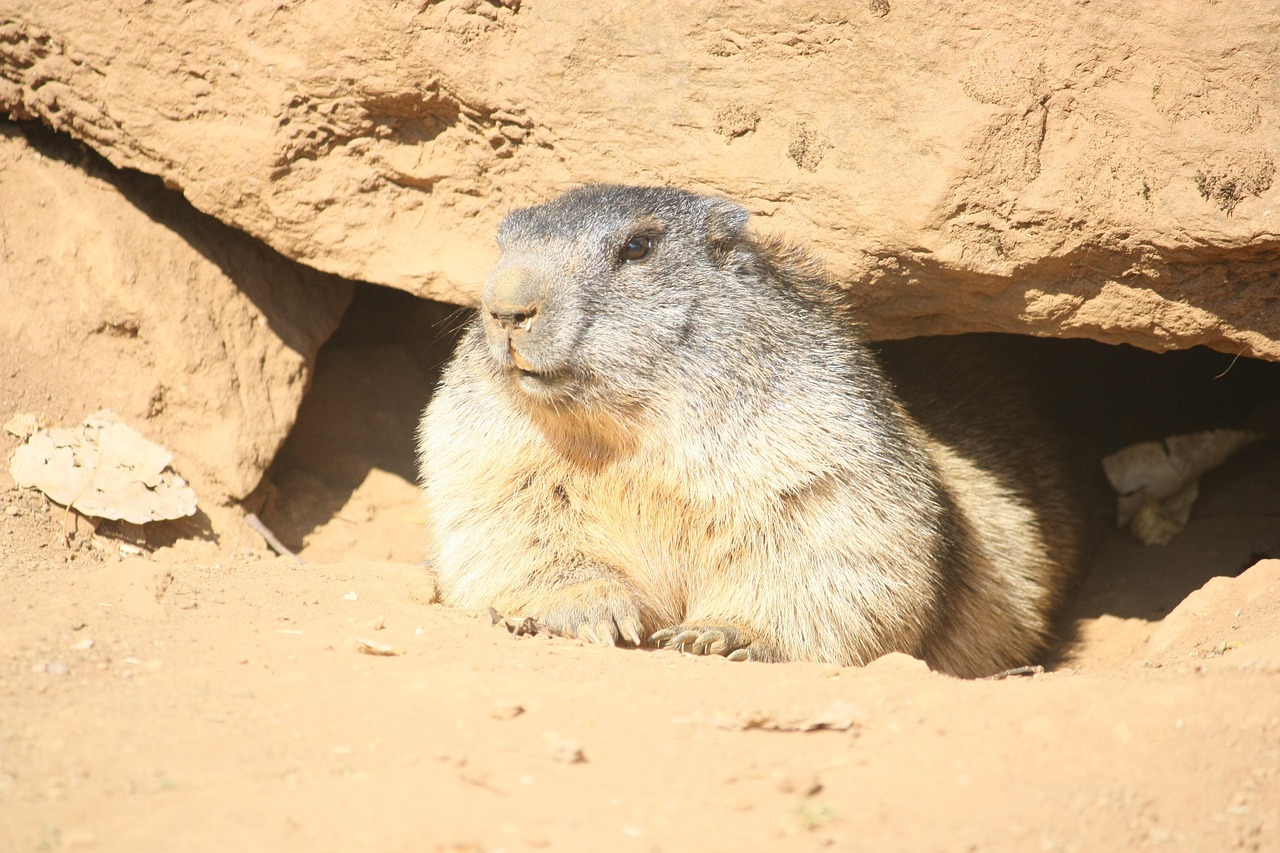 Babi Tanah Marmotte Hewan - Foto gratis di Pixabay