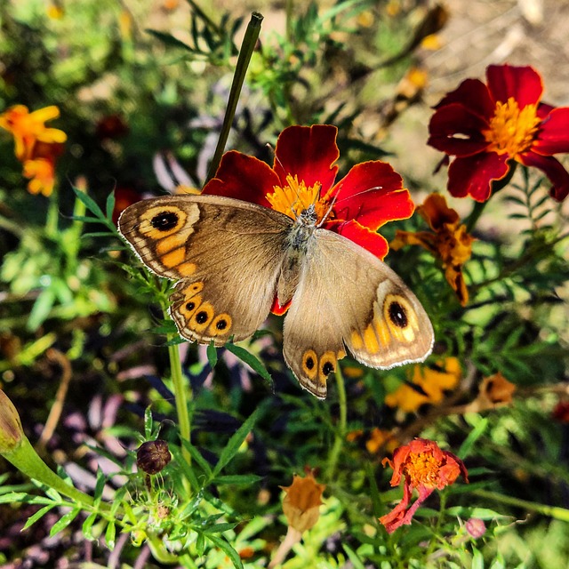 Papillon Fleurs Nature - Photo gratuite sur Pixabay - Pixabay