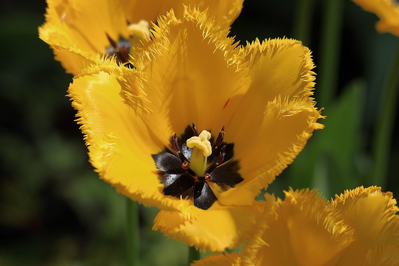 50,000+ Free Tulip Background & Nature Images - Pixabay