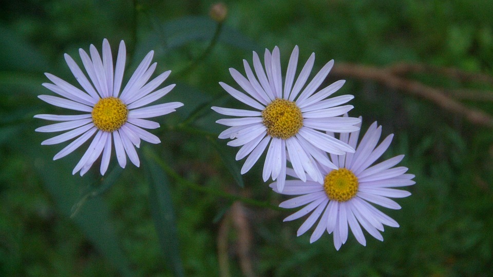 Flower Plant Incheon - Free photo on Pixabay - Pixabay