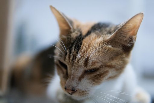 Kitten Short Leg House Cat Eye - Pixabay上的免费照片