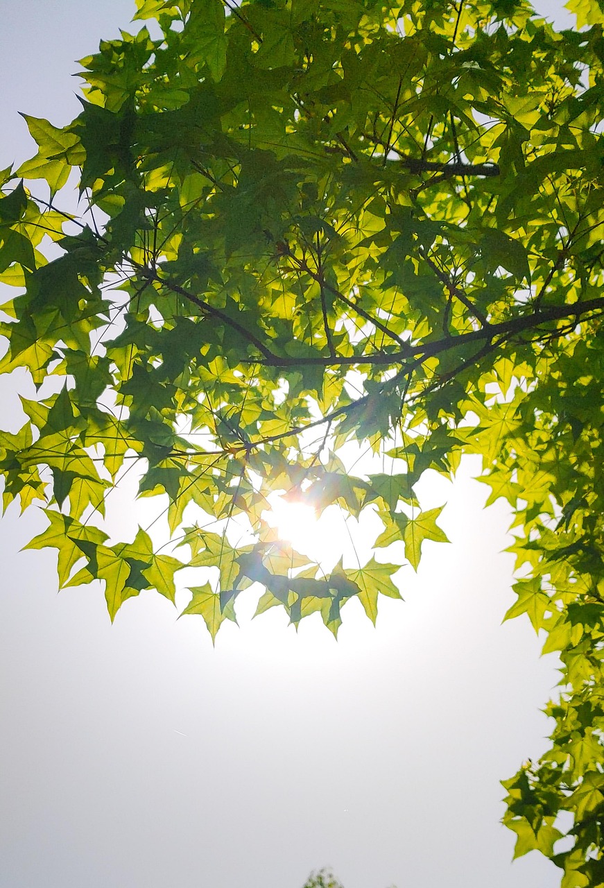 The Leaves Natural Sun - Free photo on Pixabay - Pixabay