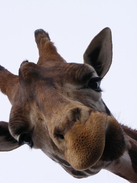 Giraffe Staring Chewing - Free photo on Pixabay - Pixabay