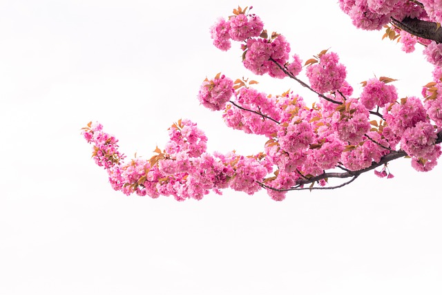 Flores Flor De Cereza - Foto gratis en Pixabay - Pixabay