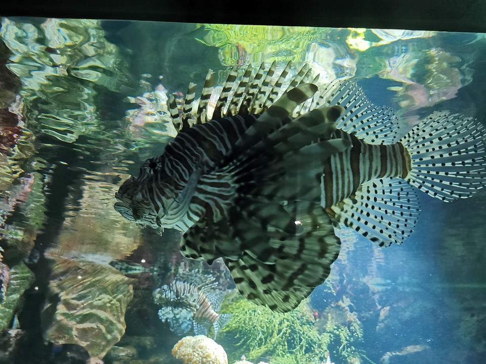 Dangerous Aquarium Fish - Free photo on Pixabay - Pixabay
