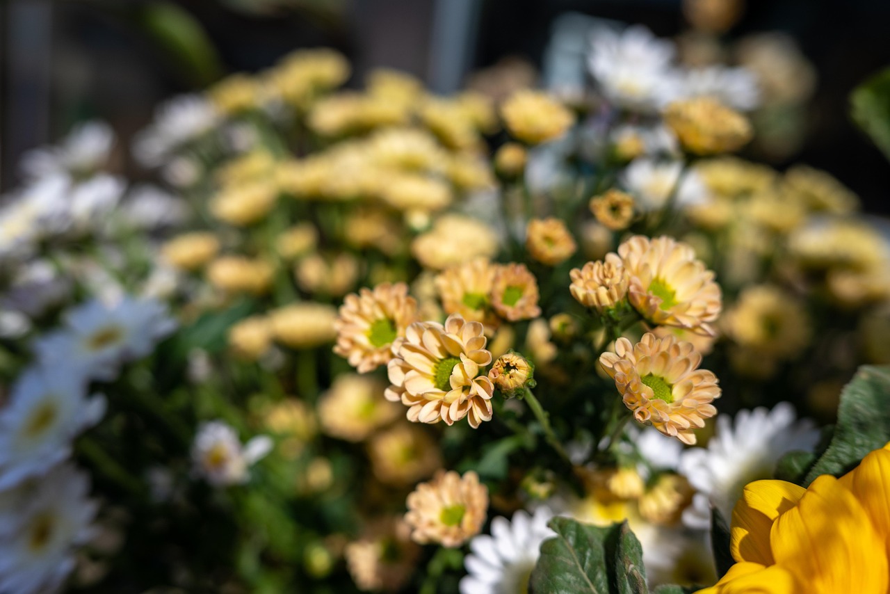 Blumen Garten Natur - Kostenloses Foto auf Pixabay - Pixabay