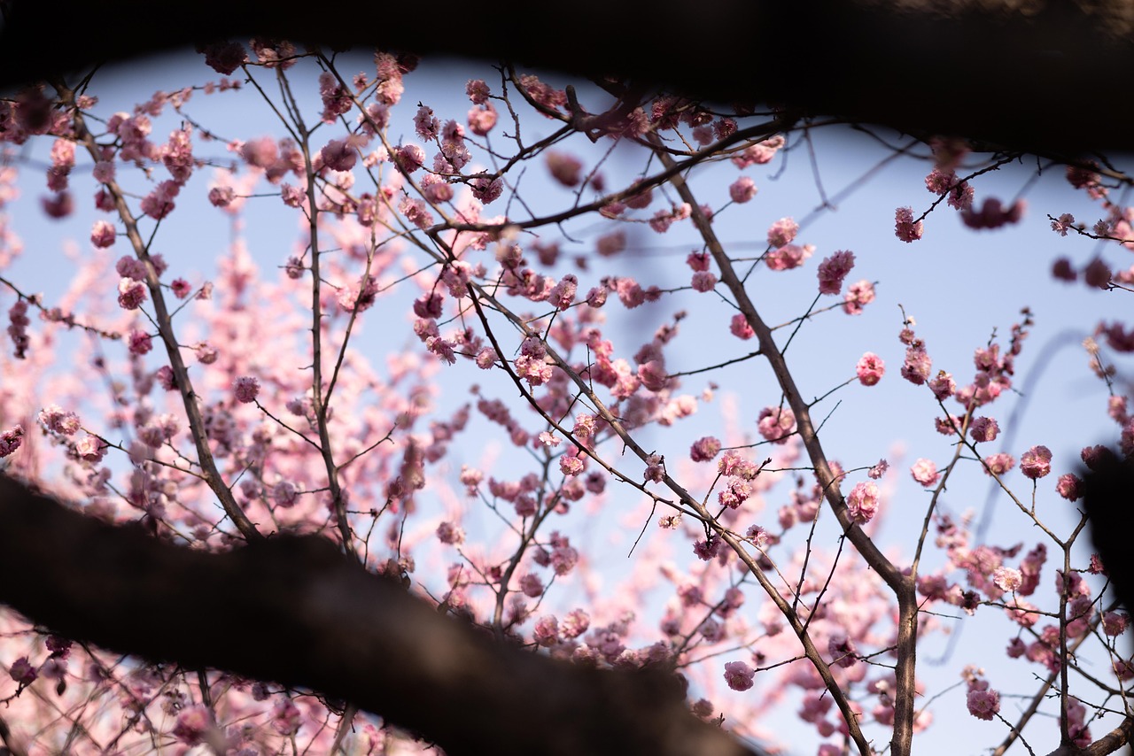 Fleur De Pêche Fleurs Le Printemps - Photo gratuite sur Pixabay - Pixabay