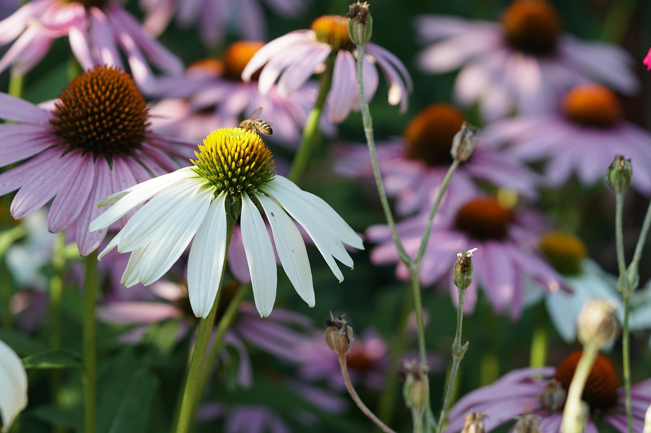 Flower Coneflower Composites - Free photo on Pixabay