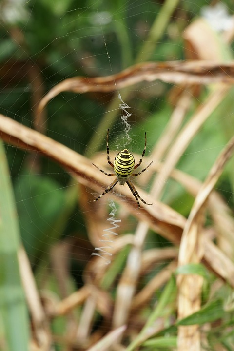 Wasp Spider Web - Free photo on Pixabay - Pixabay