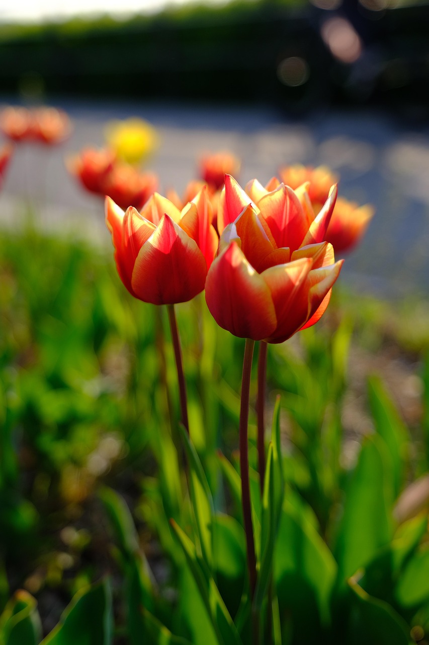 Tulipe Plantes Fleur Le - Photo gratuite sur Pixabay - Pixabay