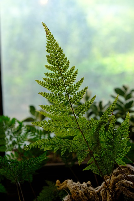 Samambaia Plantas Folhagem - Foto gratuita no Pixabay - Pixabay