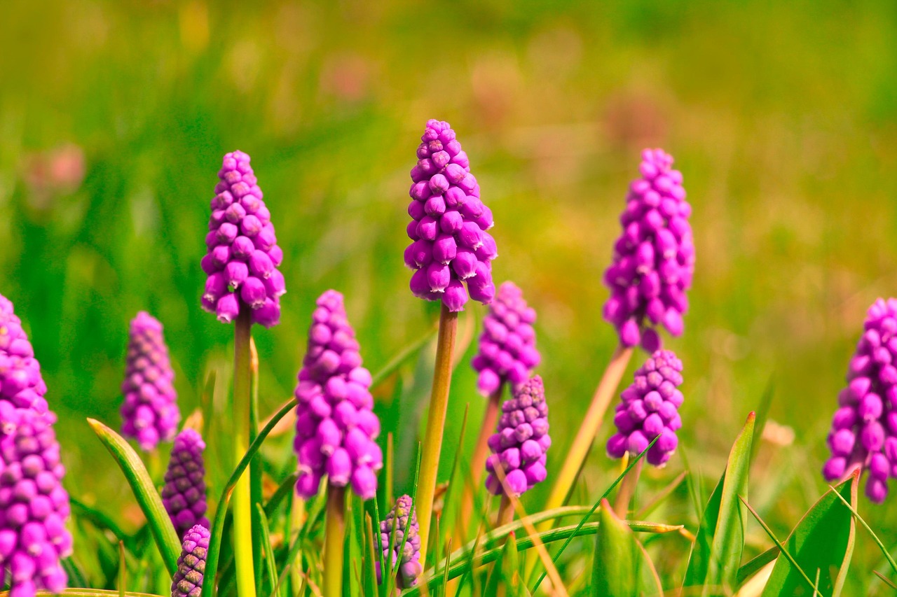 100+ Free Saphire & Sapphire Images - Pixabay