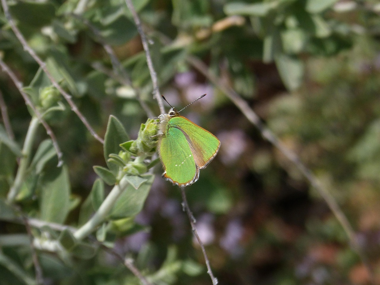 Insectă Entomologie Fluture - Fotografie gratuită pe Pixabay - Pixabay