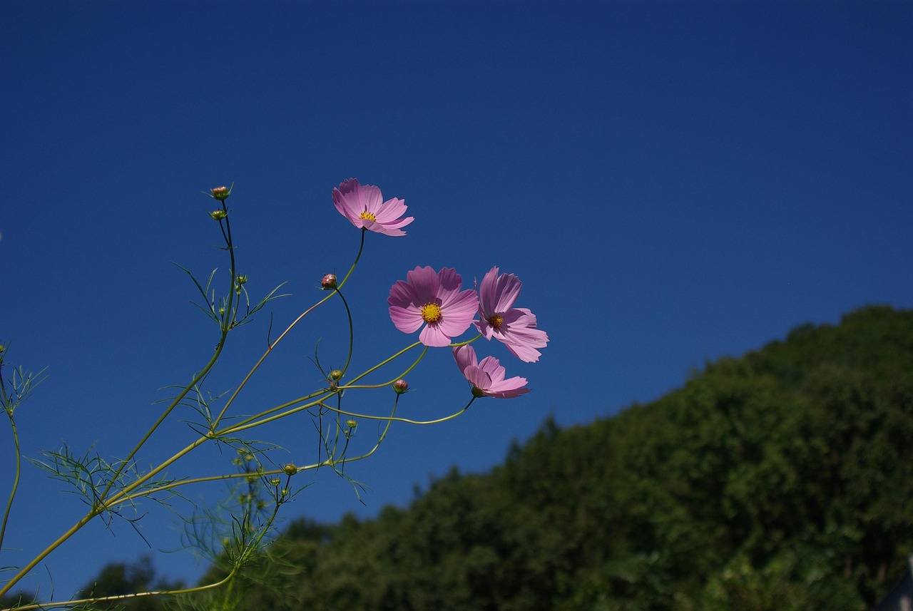 Bunga Alam Cosmos Musim - Foto gratis di Pixabay - Pixabay