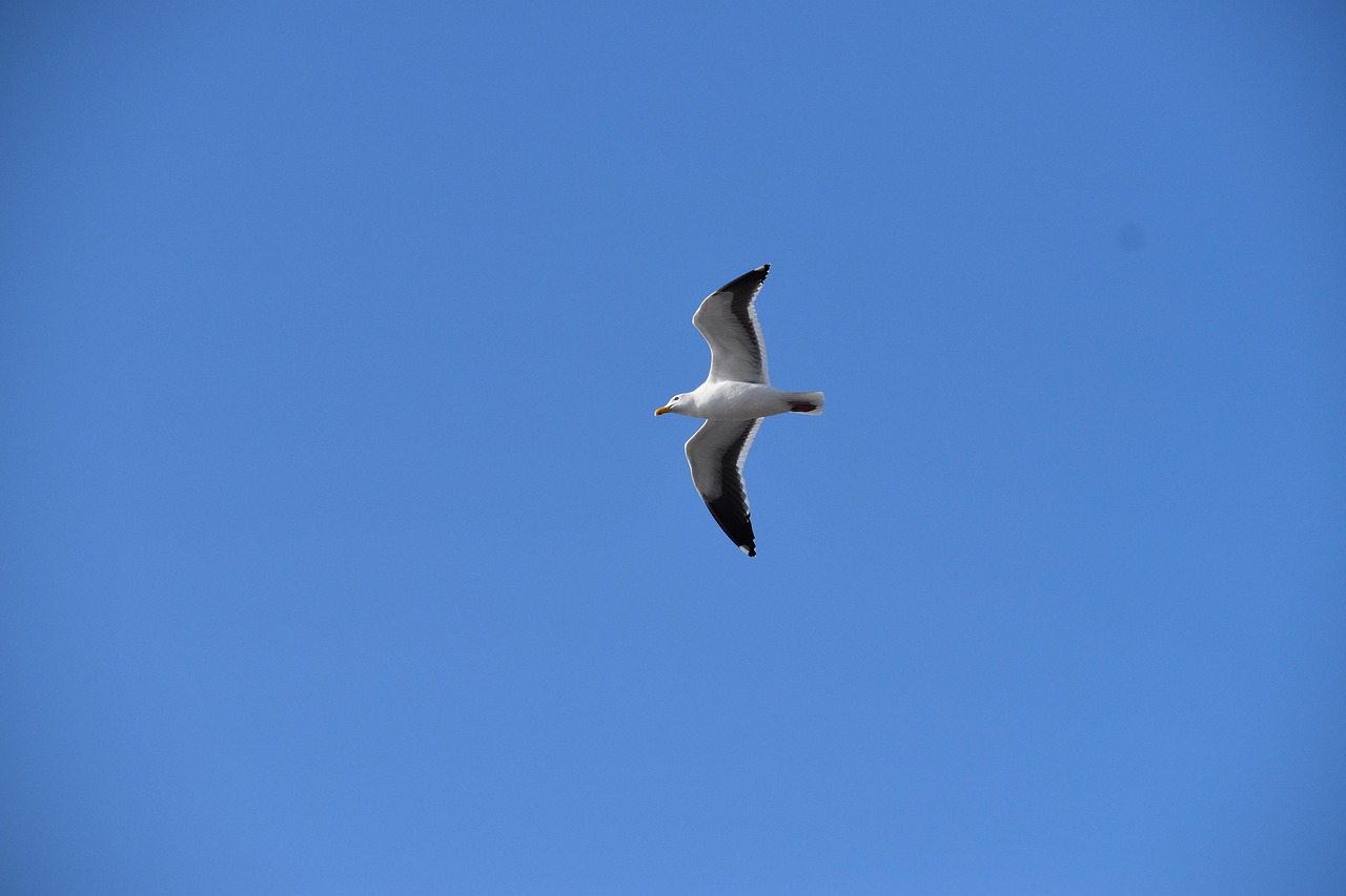Seagull Bird Wings - Free photo on Pixabay