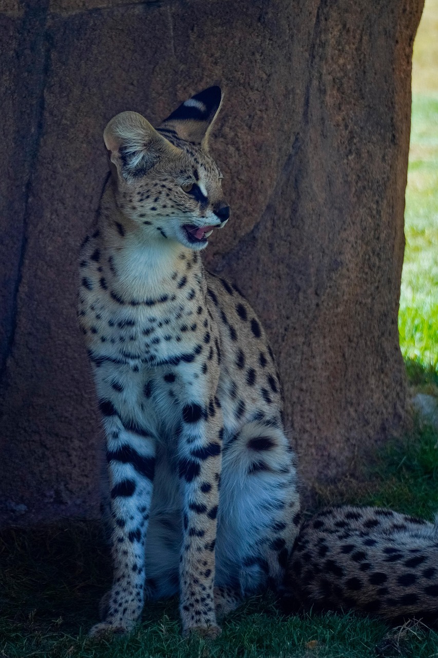 Cat Feline Predator - Free photo on Pixabay