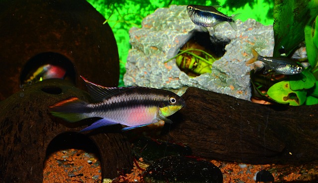 Rainbow Kribs Fish Aquarium - Free photo on Pixabay - Pixabay