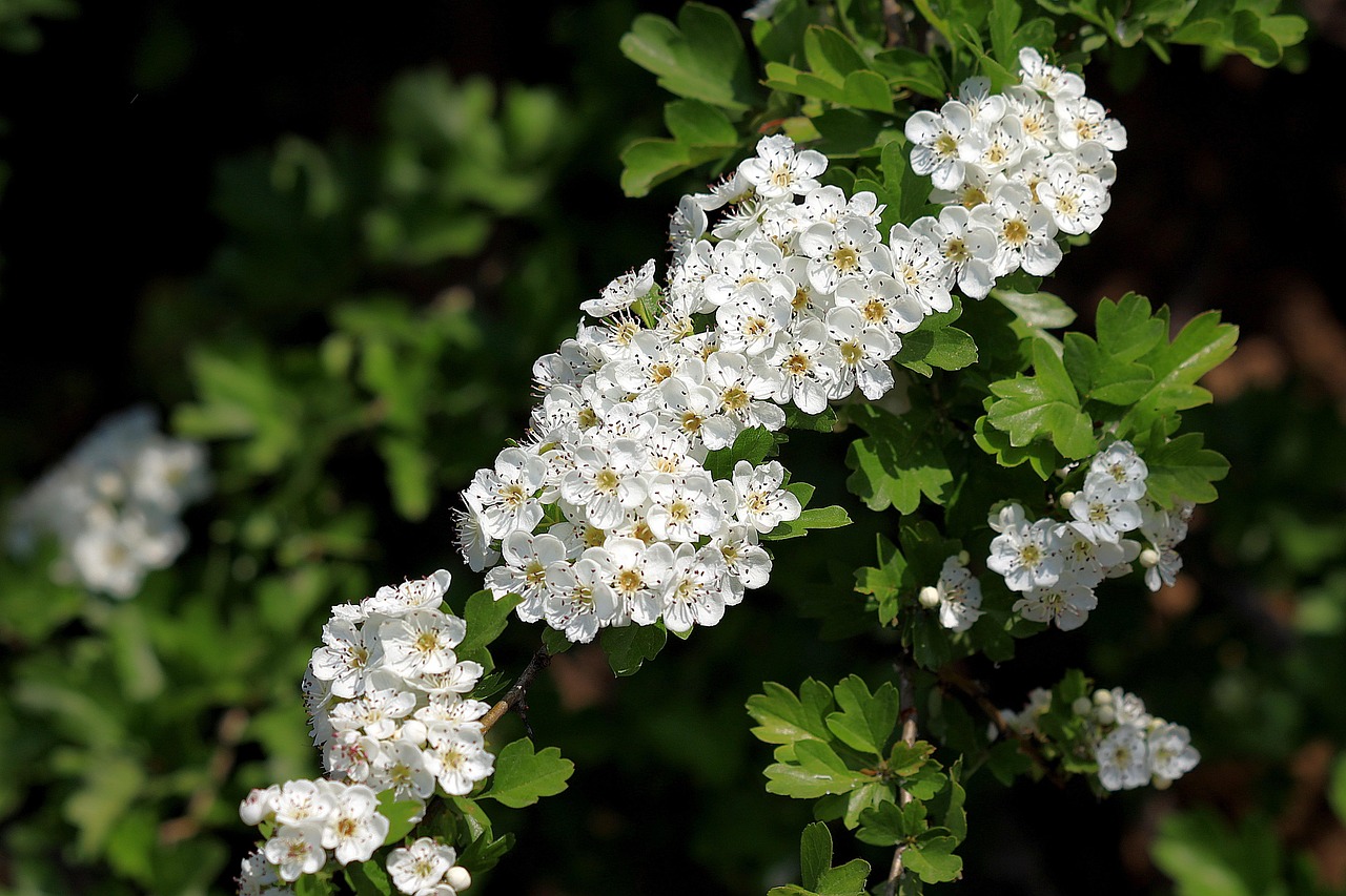 Hawthorn Blossoms Shrub - Free photo on Pixabay - Pixabay