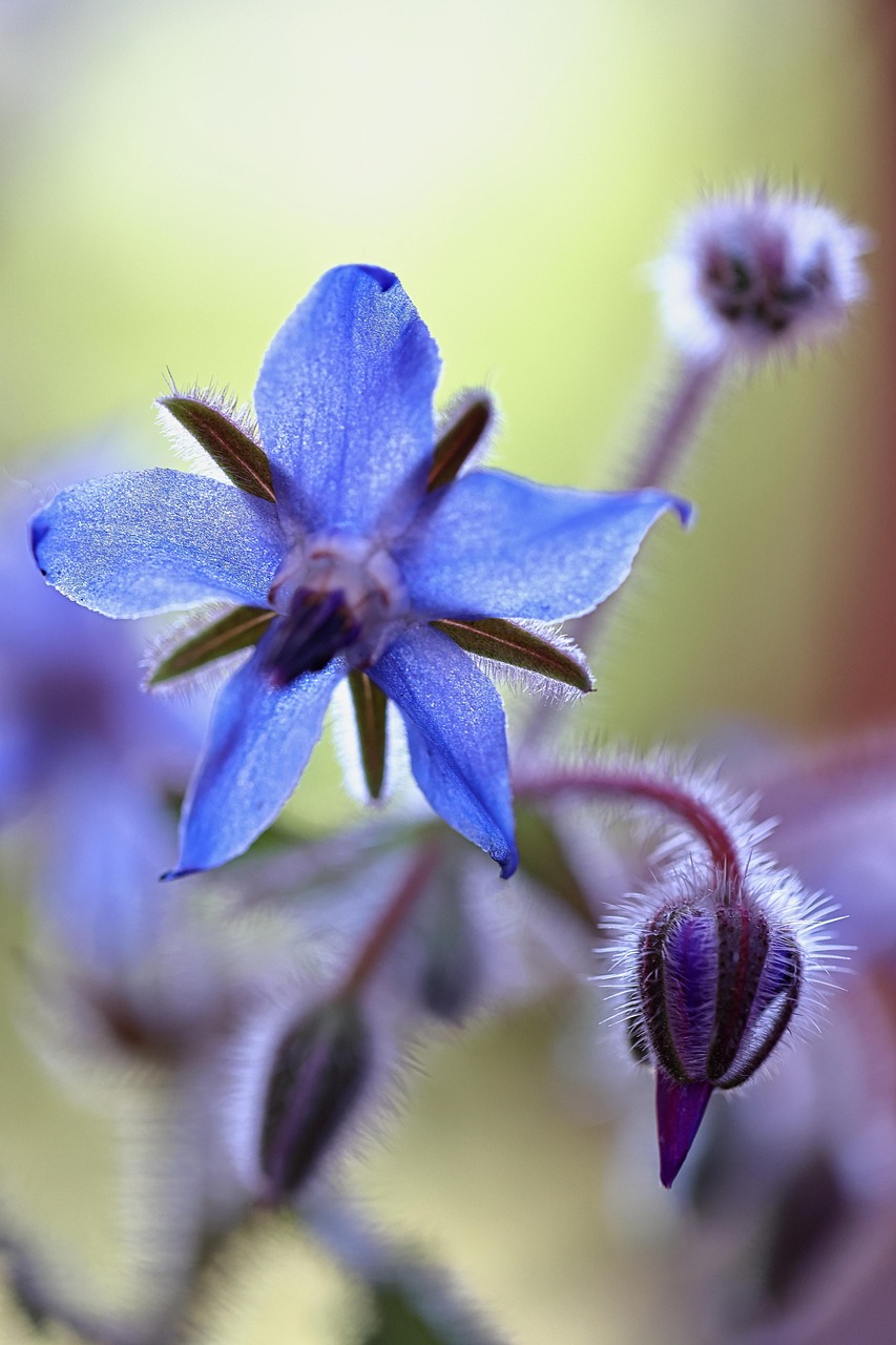 Flowers Vegetable Garden - Free photo on Pixabay