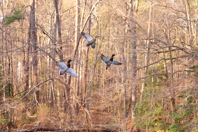Birds Ducks Forest - Free photo on Pixabay - Pixabay