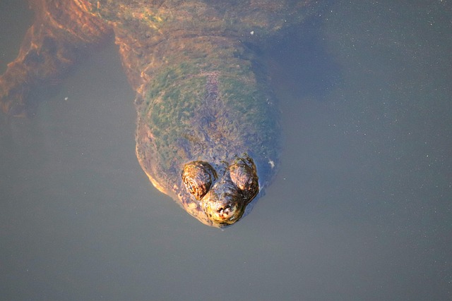 4,000+ Free Snapping Turtles & Turtle Images - Pixabay