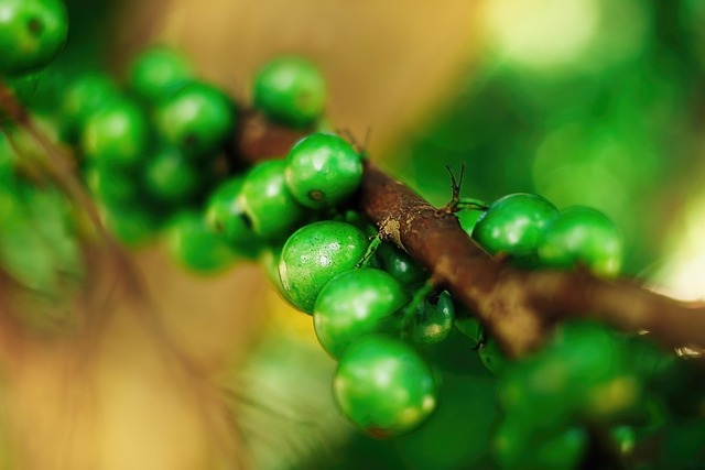 Jabuticaba Green Nature - Free photo on Pixabay - Pixabay