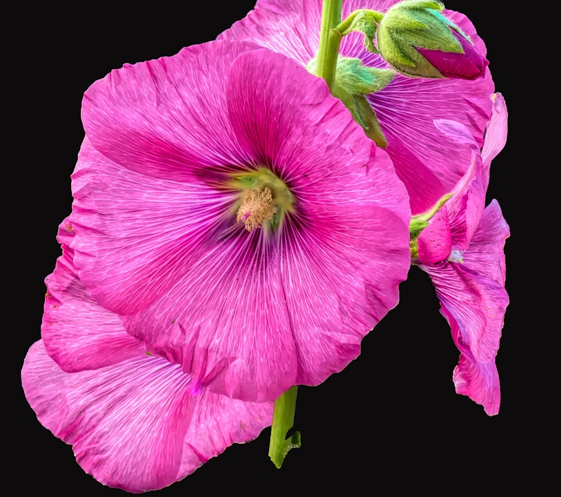 Flor Pétalos Flora - Foto gratis en Pixabay