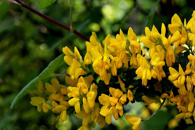 Fleurs Jaunes Arbustes À - Photo gratuite sur Pixabay - Pixabay