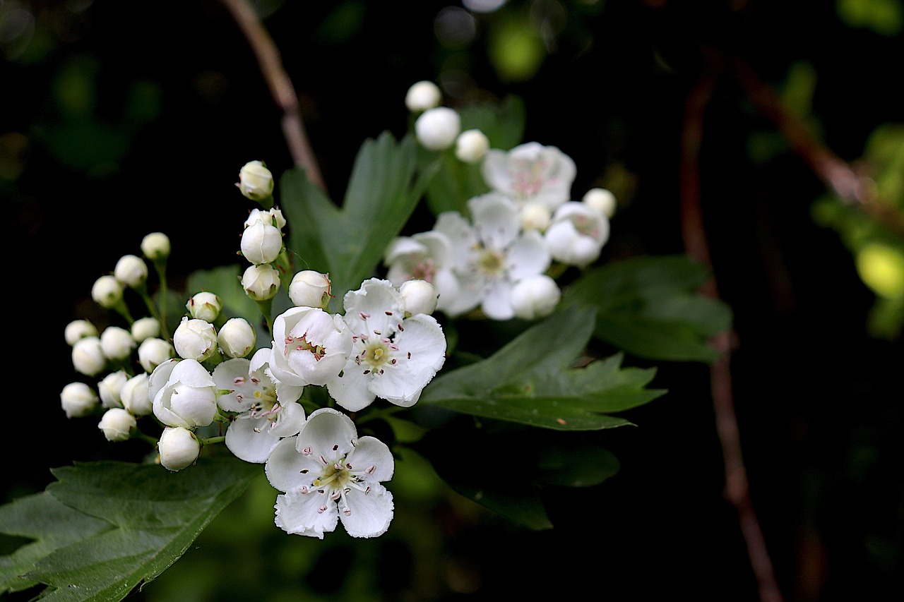 Fleurs Blanches Jardin Les - Photo gratuite sur Pixabay - Pixabay