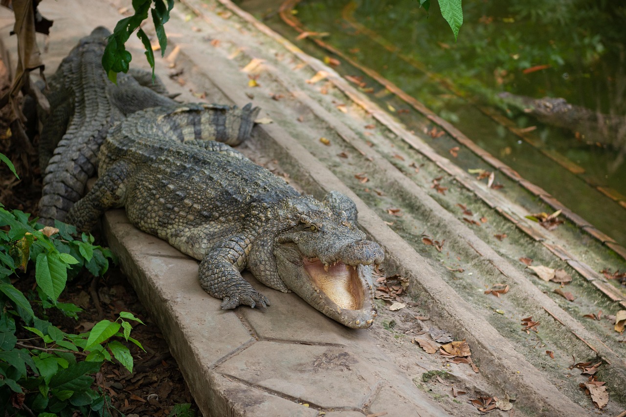 Alligator Animal Carnivore - Free photo on Pixabay - Pixabay