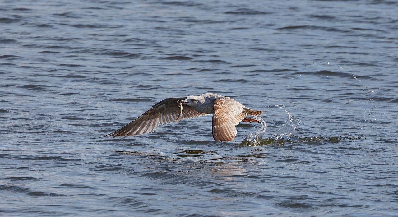 Common Gull Seagull Lake - Free photo on Pixabay - Pixabay