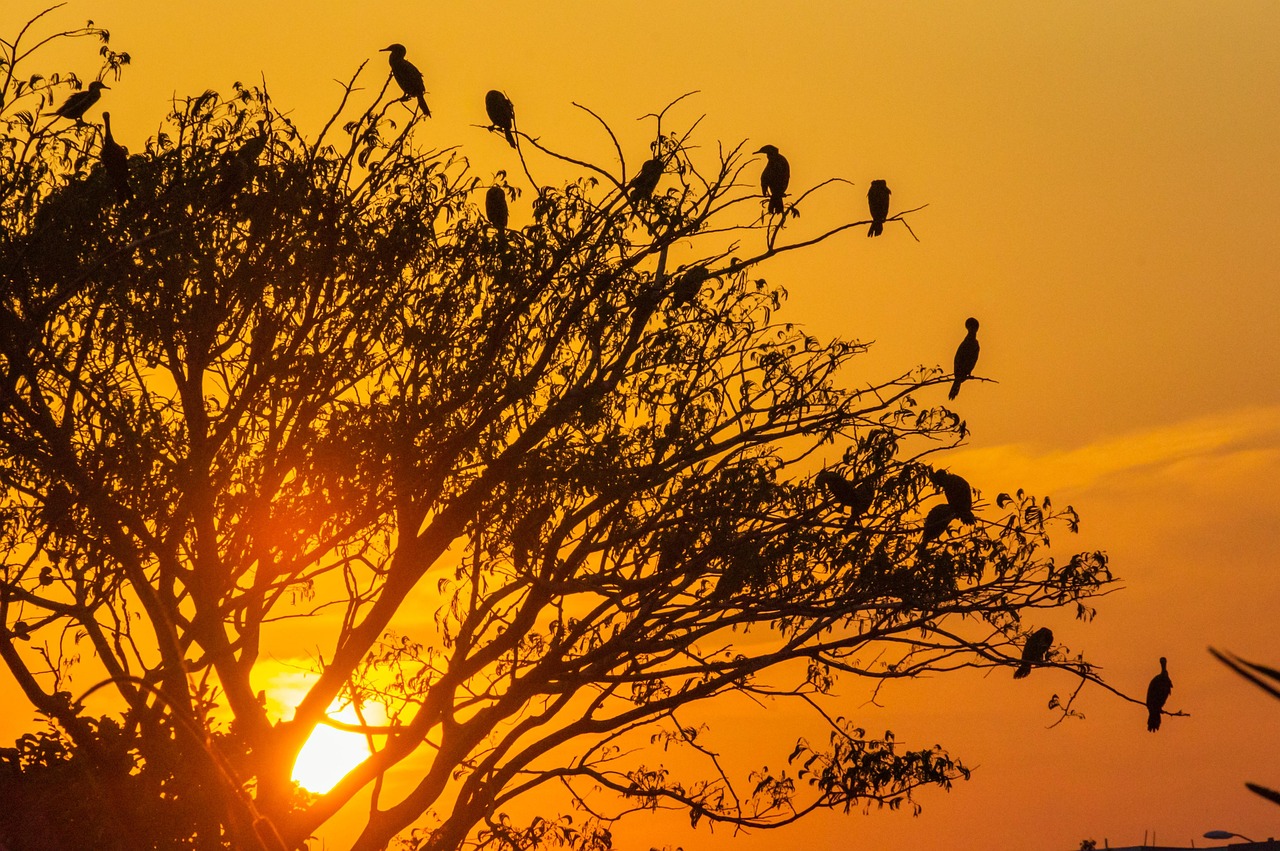 Birds Tree Silhouette - Free photo on Pixabay - Pixabay