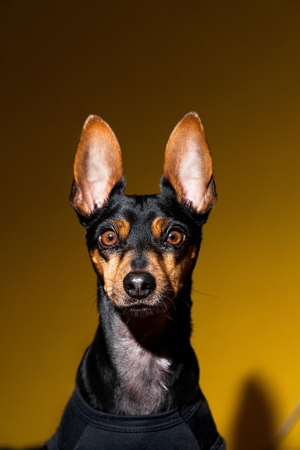 Dog Pet Canine - Free photo on Pixabay