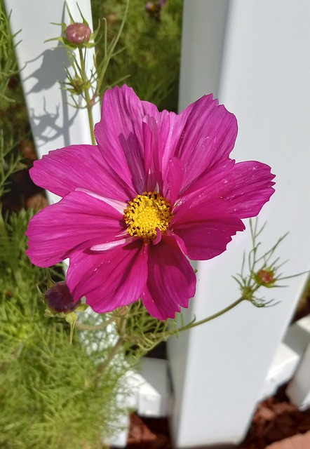 Violet Cosmos Automne Le - Photo gratuite sur Pixabay - Pixabay
