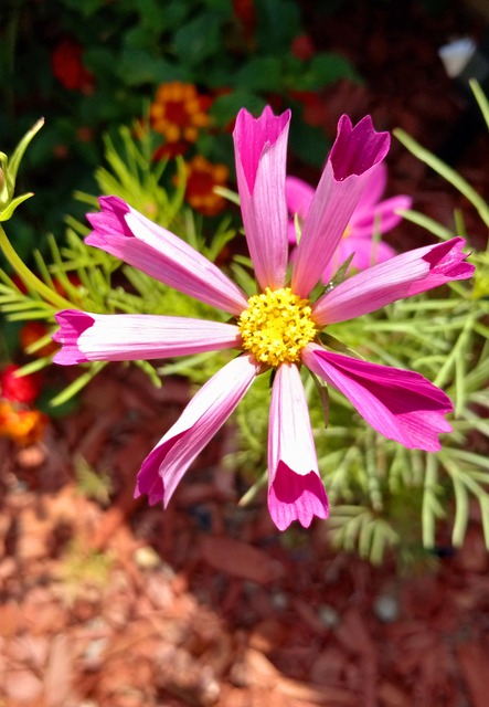 Cosmos Double Rose - Photo gratuite sur Pixabay - Pixabay