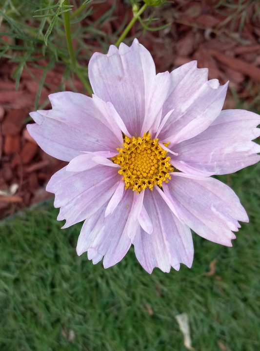Cosmos Violet Le Printemps - Photo gratuite sur Pixabay - Pixabay