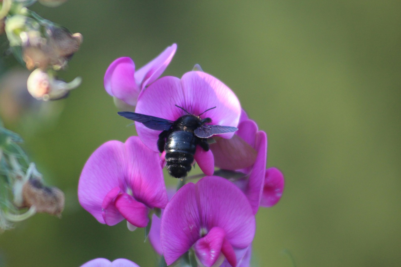 California Carpenter Bee Insect - Free photo on Pixabay