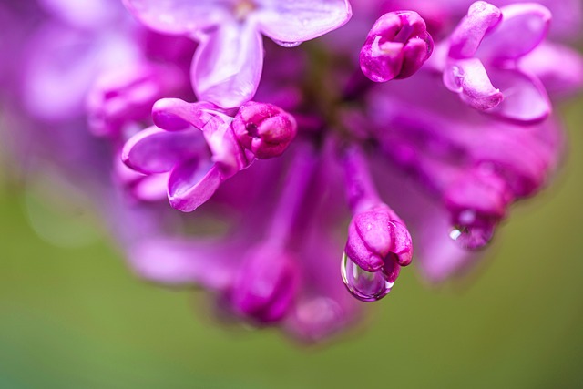 Hortensia Hydrangea Bunga Ungu - Foto gratis di Pixabay - Pixabay
