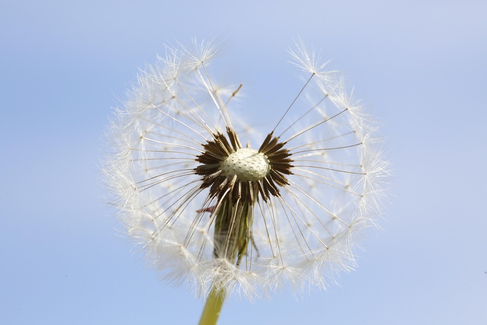 Flor Diente De León Silvestre - Foto gratis en Pixabay - Pixabay