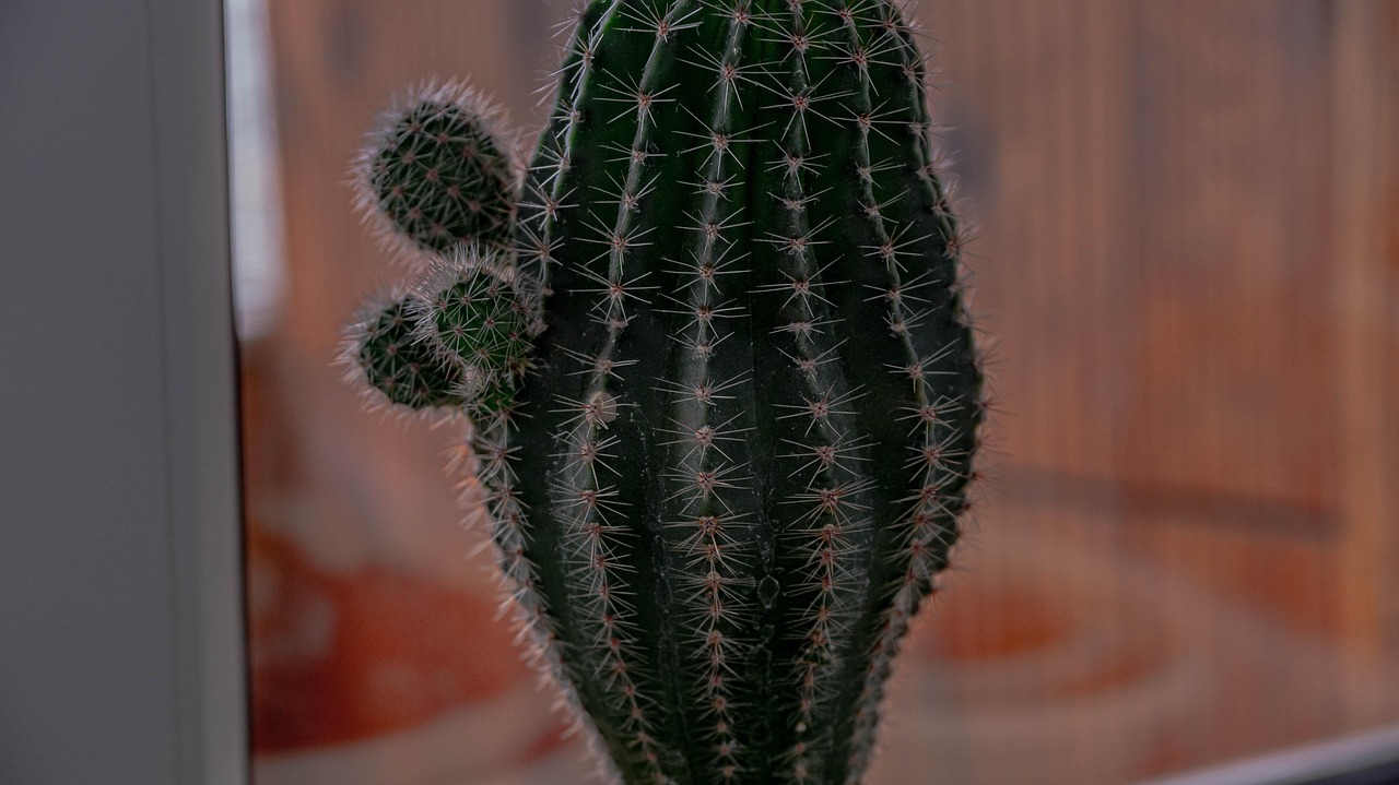 Plant Cactus Botany - Free photo on Pixabay - Pixabay