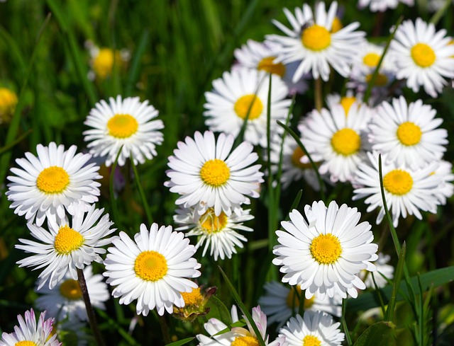 Daisies White Flowers - Free photo on Pixabay
