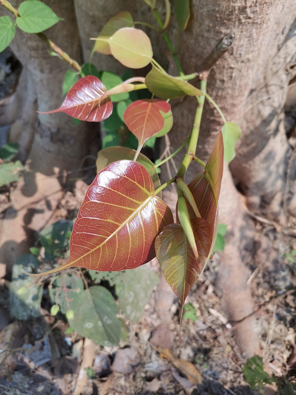 Peepal Leaf Flower - Free photo on Pixabay - Pixabay