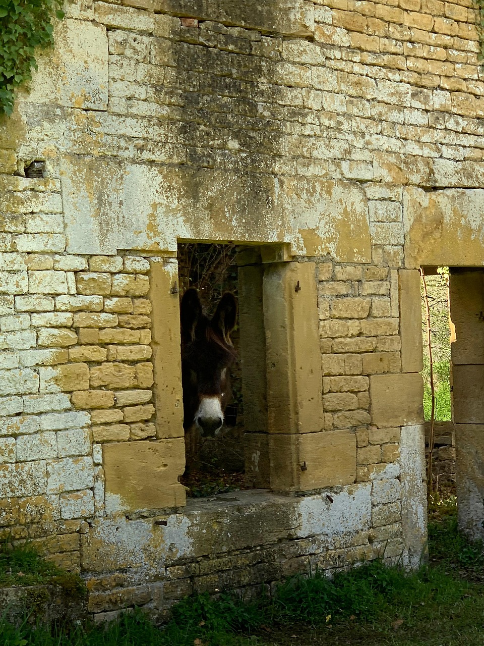 Donkey Ruins Window - Free photo on Pixabay - Pixabay