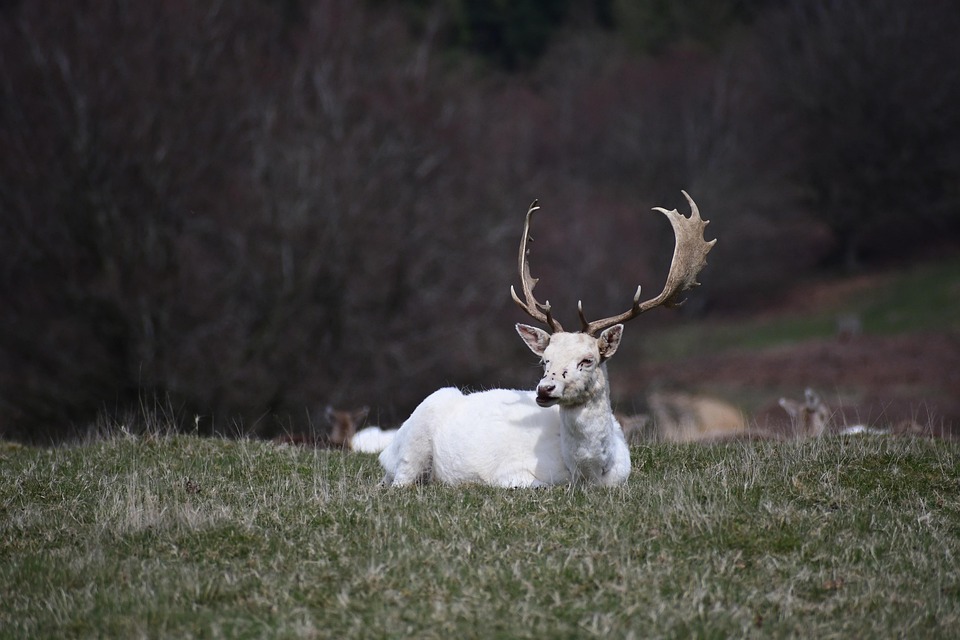 Deer Hart Grass - Free photo on Pixabay