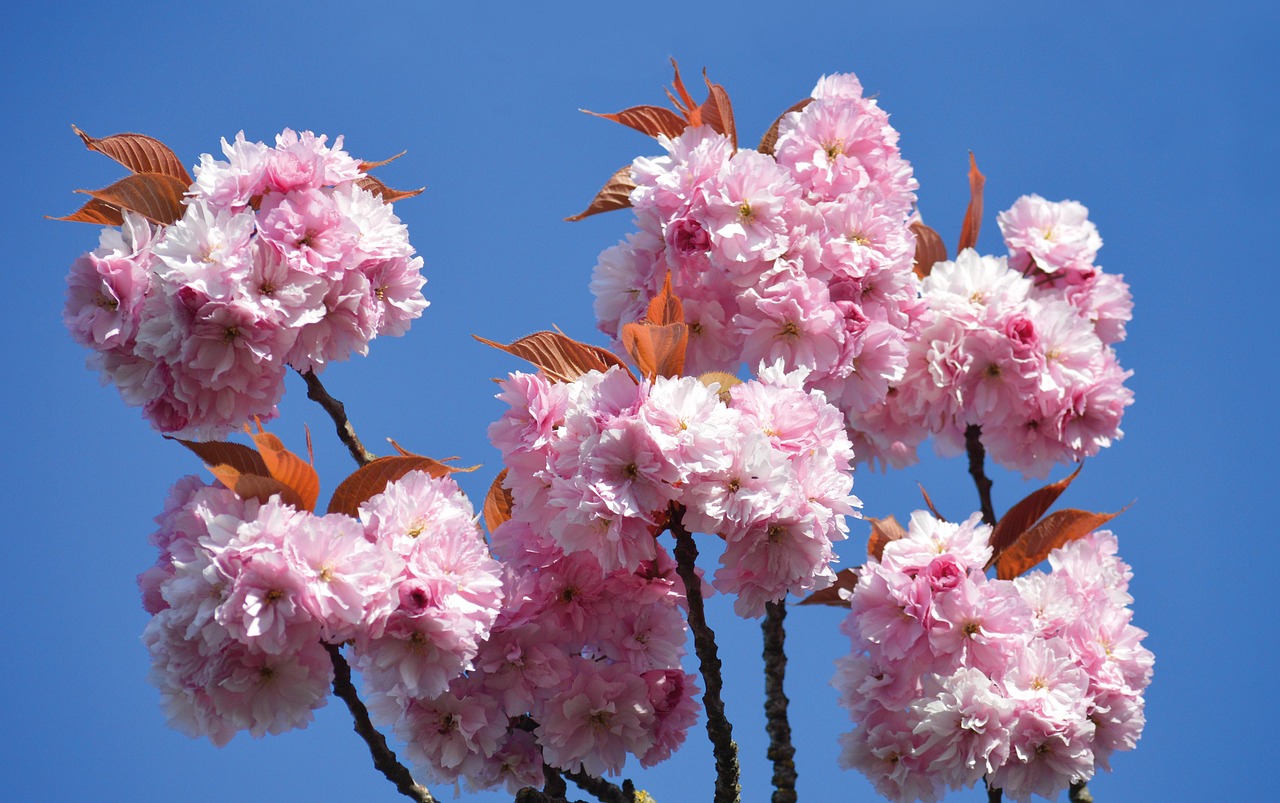 Flores De Cerezo Flor Primavera - Foto gratis en Pixabay - Pixabay