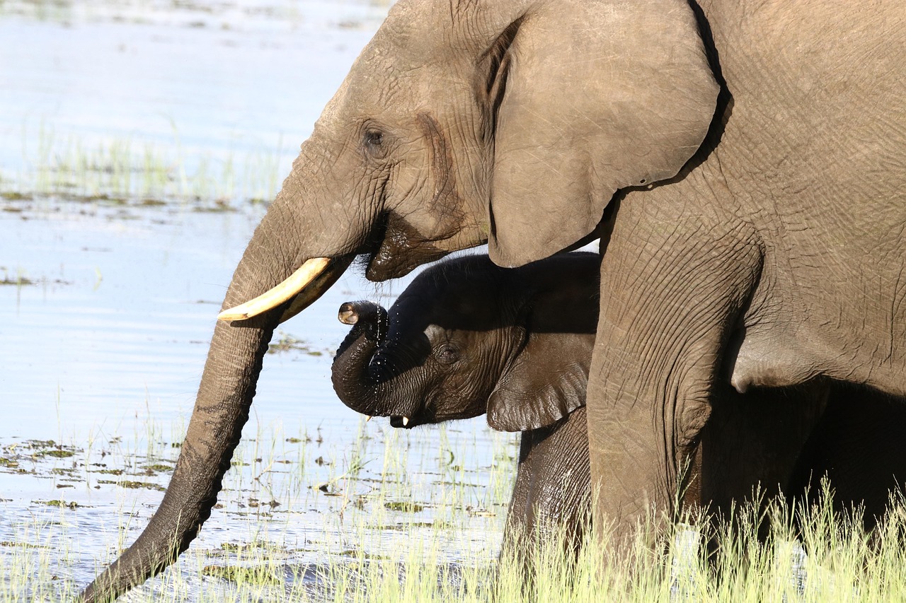 Elephant Wildlife Africa - Free photo on Pixabay - Pixabay